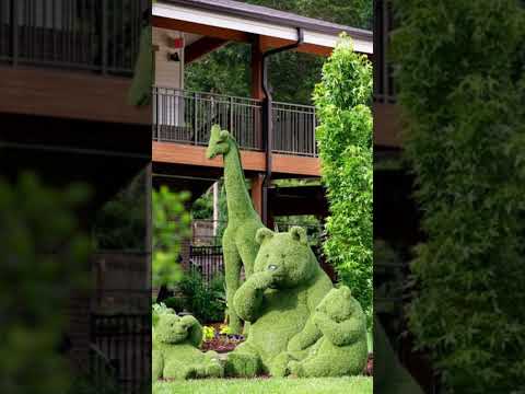Beautiful Topiary Design #shorts #viral #topiary