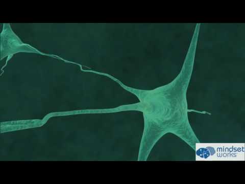 Malleable Brain Animation from Mindset Works, Inc.