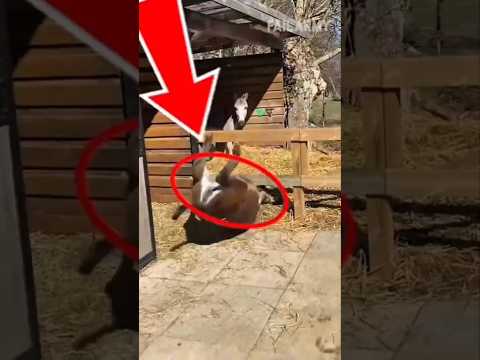 If You’re Having a Bad Day, Watch These Donkeys 😂 | #shorts #funny #donkey