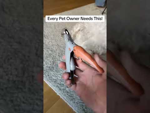 Pawfect Grooming: Say Goodbye to Pet Nail Anxiety! #fok #dogs