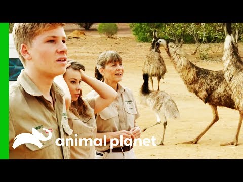 Wild Adult Emus Gang Up On Newly Released Baby | Crikey! It's The Irwins