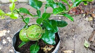 potfuzziblog: Cara Menanam Jeruk Nipis Dalam Pot