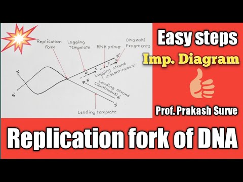 How to draw DNA Replication fork Class-12 (Imp. Diagram for 2021) Easy Steps By Prof. Prakash Surve