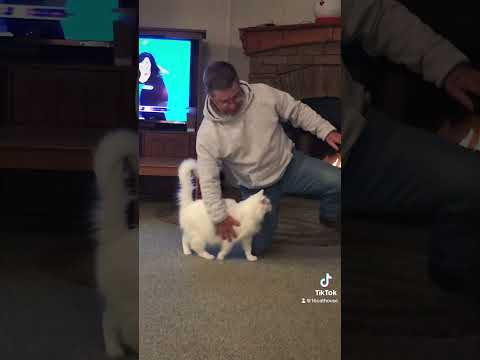 A cats favorite person is a dad. #cats #funnycat #dads #funnydads #dadjokes