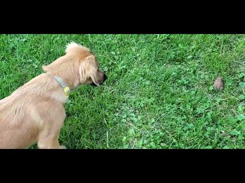 Toad vs puppy | Susan Manzke