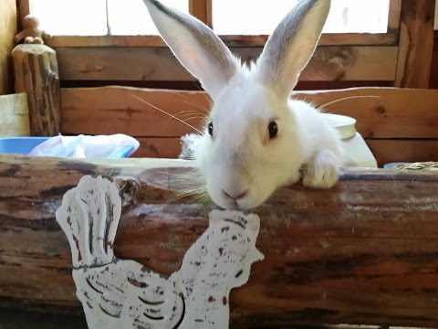 How To Draw A Snowshoe Hare – Jan Brett | Shine So Bright