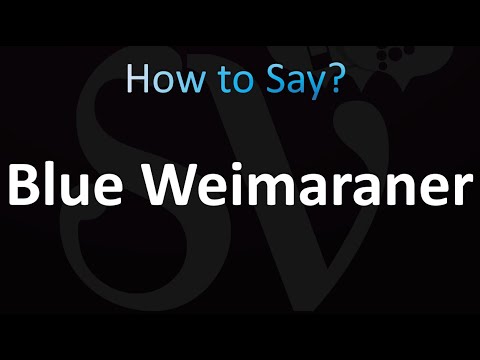 How to Pronounce Blue Weimaraner (correctly!)