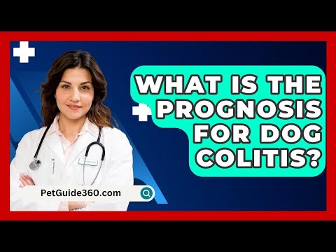 What Is The Prognosis For Dog Colitis? - PetGuide360.com