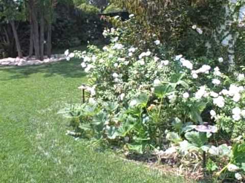 Backyard Luxury Private South Pasadena California Home Hillside Rd