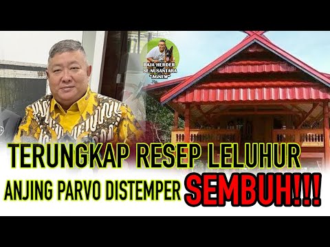 RAJA HERDER SENUSANTARA UNGKAP RESEP LELUHUR ANJING PARVO DISTEMPER JAMINAN SEMBUH!!!