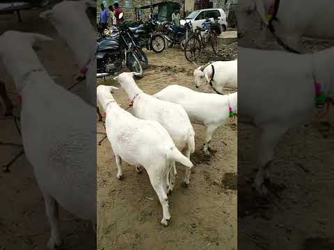 Male Goat For Sale Cheap Coast #shorts