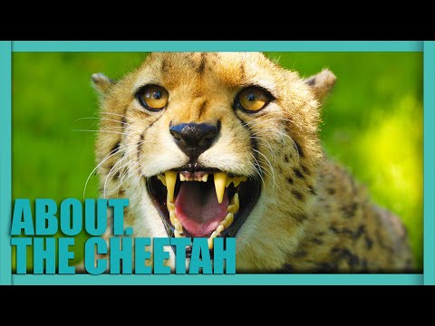 ABOUT. The CHEETAH - The Fastest Land Animal In The World!