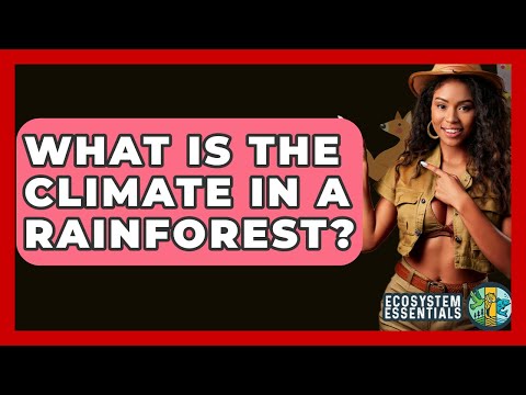 What Is The Climate In A Rainforest? - Ecosystem Essentials