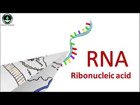 Marathi - DNA & RNA : Language Project Synthetic Biology
