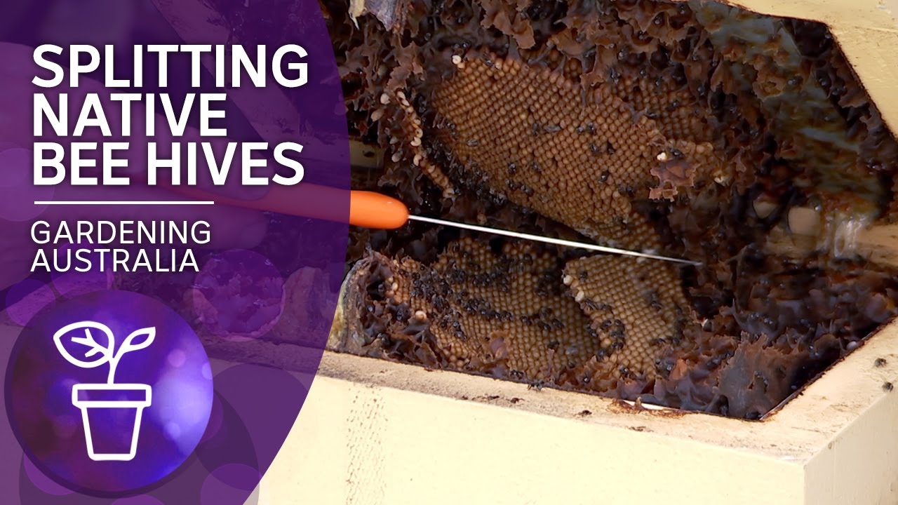 Native bee hives and how to split them | Beneficial animals and insects | Gardening Australia