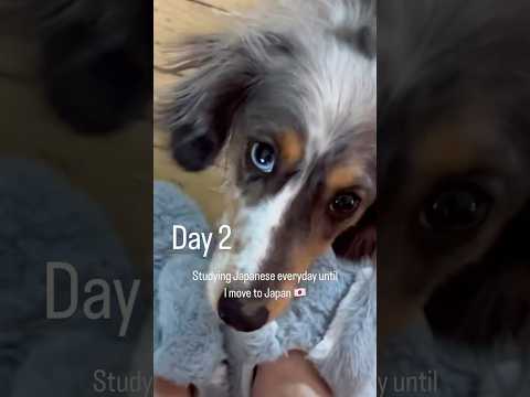 Day 2: studying Japanese everyday until I move to Japan đŻđ” #dog#study #japan#japanese#studywithme