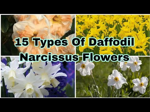 15 Types of Dazzling Daffodils Narcissus Flowers