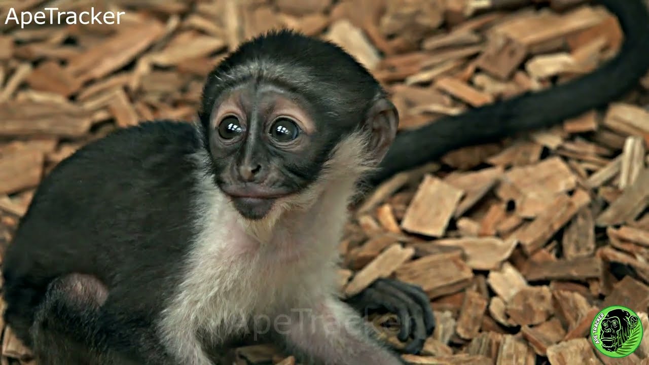 Meet Baby Roloway Monkey Lagertha Chester Zoo 🐵🧡 #babymonkey #chesterzoo