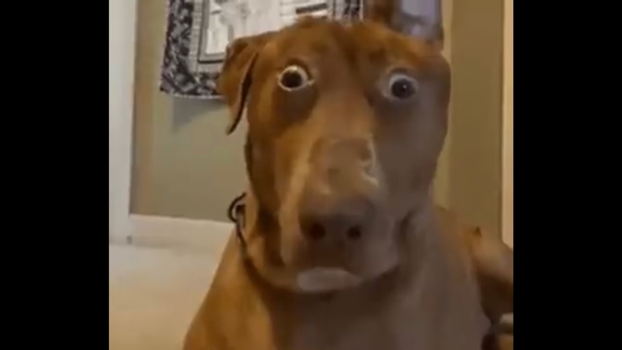 Perro asustado-Plantilla meme