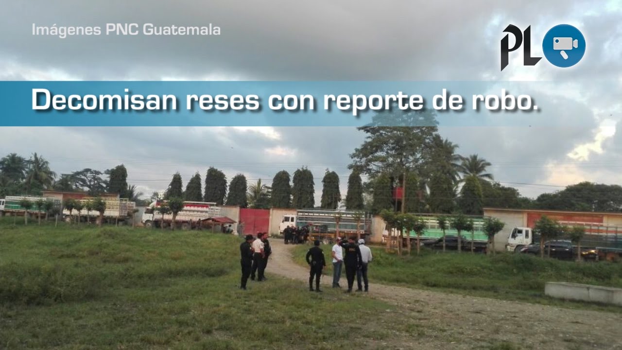 Capturan a 16 personas señaladas de robo de ganado en Izabal