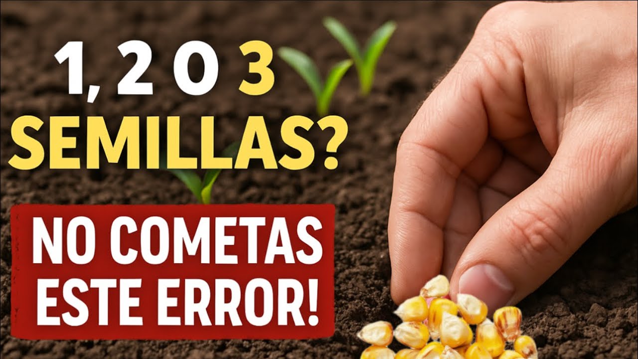 How many corn seeds should you plant per hole? 🌽 The answer, according to science and experts ✅