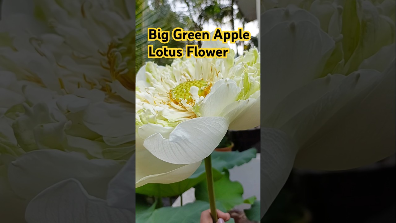 Green Apple Lotus 🪷🔥The Infinite Bloom🥰 #shorts #lotus #green  #greenscreen #homegarden #big