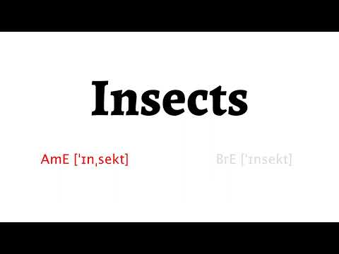 How to Pronounce insects in American English and British English