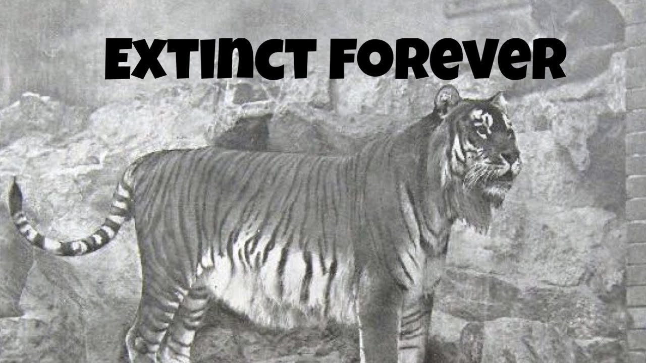 The Extinction of The Siberian Tiger - Documentarytube.com