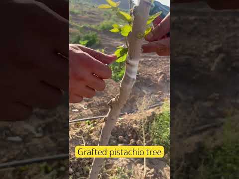Grafted Pistachio tree | UNDER SUN #undersun #pistachio #tree #grafted