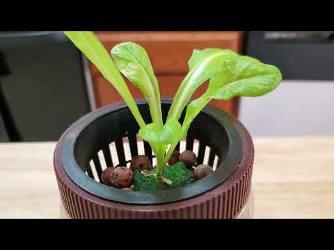 Lesson 5: How to Create Your Own Mini Garden with Peanut Butter Jars