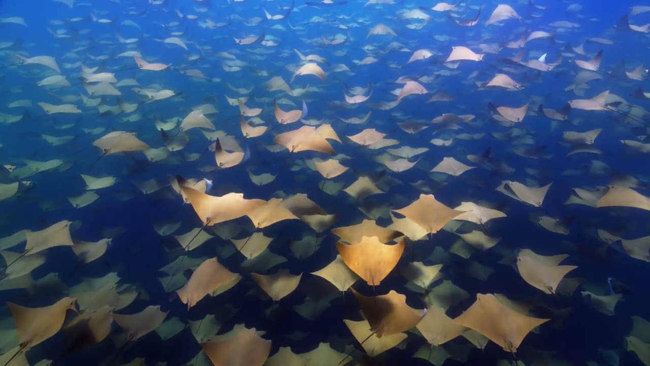 Cownose Rays | MacOS Sonoma Live Wallpaper