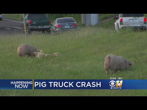 Truck Crash Leaves Pigs Wandering Highway in Texas