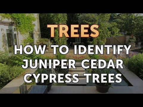 How to Identify Juniper Cedar Cypress Trees