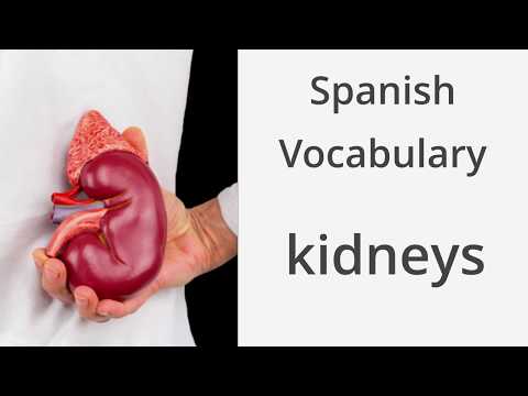 How to say "Kidneys" in Spanish