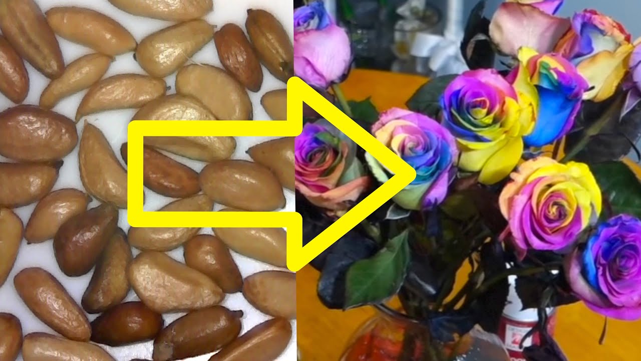 Growing Rainbow Roses From Seeds With Result