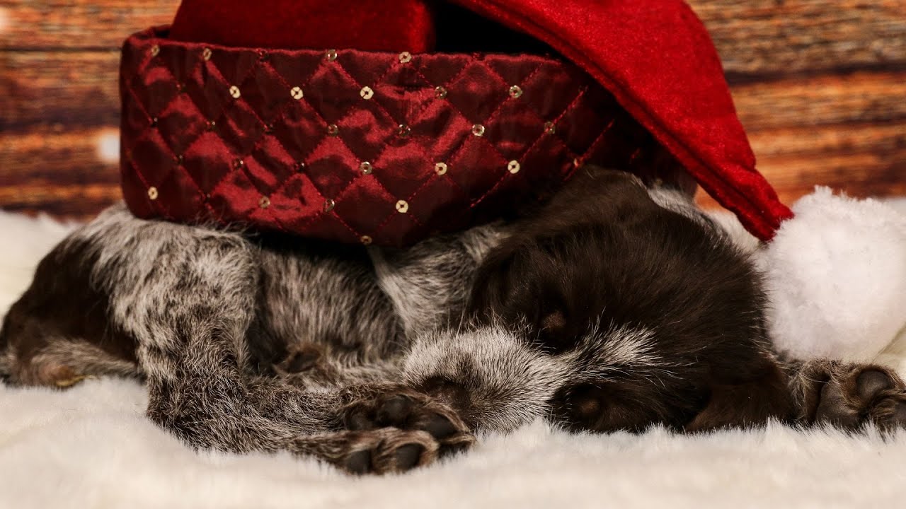 Wirehaired Pointing Griffon vs German Wirehaired Pointer: Which is Right for You?