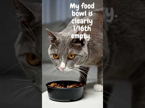 My food bowl is clearly 116th empty This is an emergency #cat #catfood #funnycats #shorts