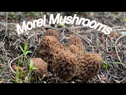 Tips For Foraging Morel Mushrooms Oregon, Washington, and California
