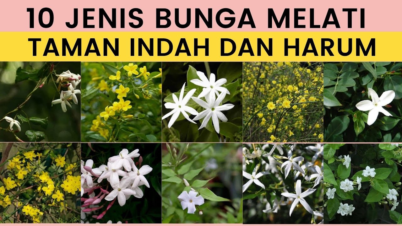 10 Jenis Bunga Melati untuk Menjadikan Tamanmu Indah dan Harum, Tanaman Hias Viral Tahun 2022