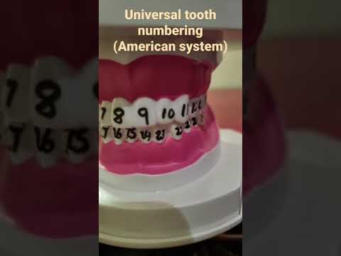 Ever wondered what all the numbers mean at the dentist?