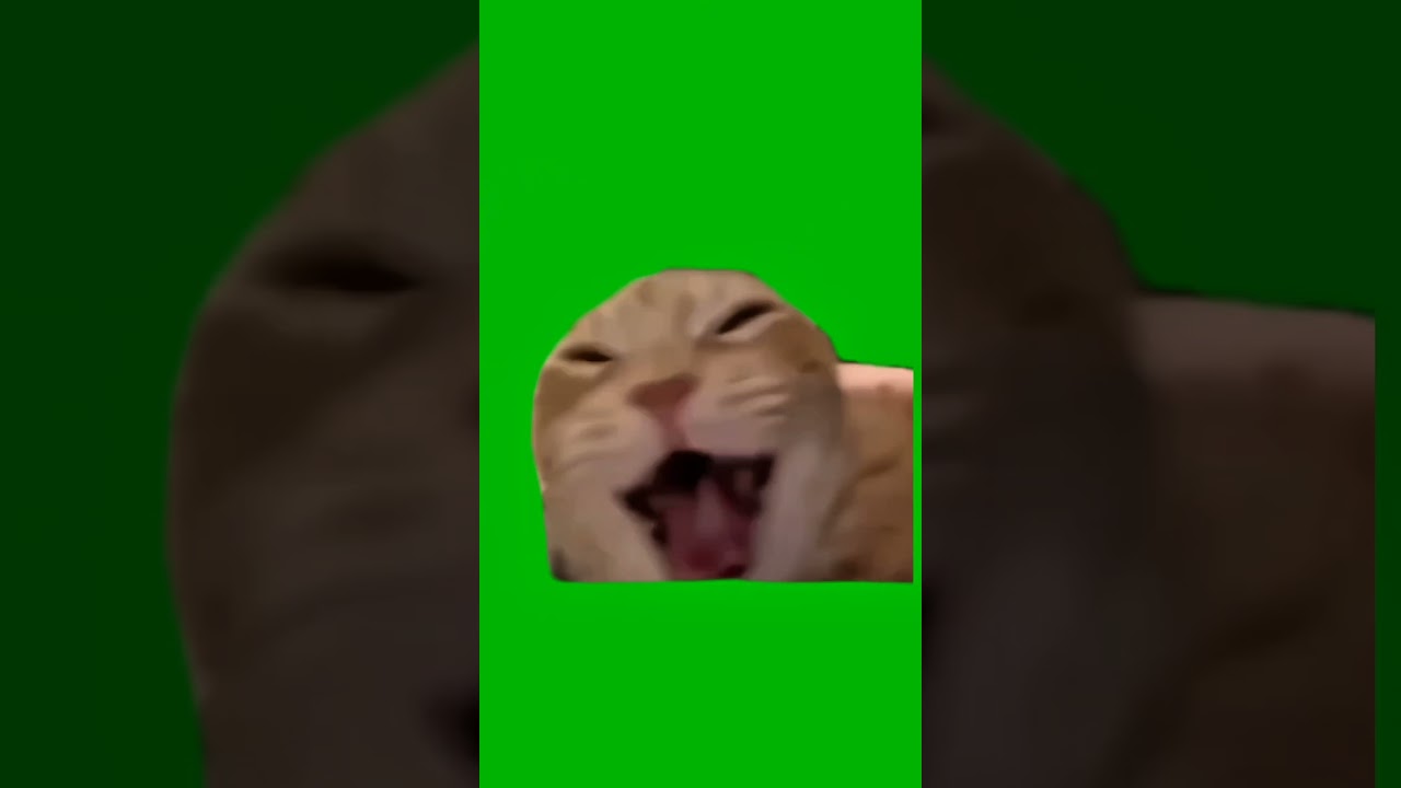 Laughing Cat Meme – Green Screen Template for Hilarious Edits!
