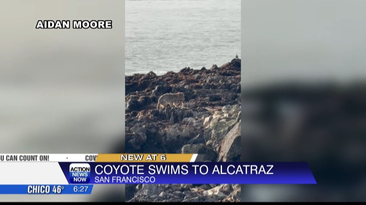 San Francisco coyote makes rare swim to Alcatraz Island