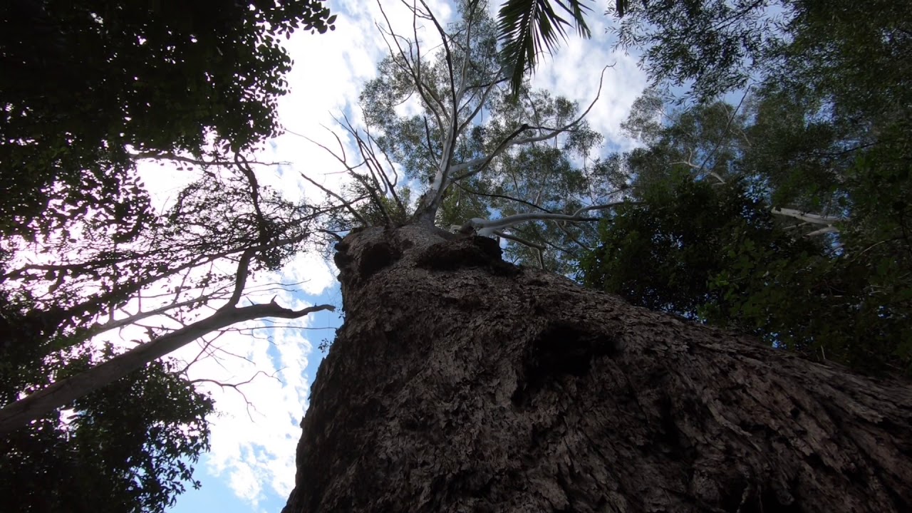 Australian Tree Chaser : The Blackbutt