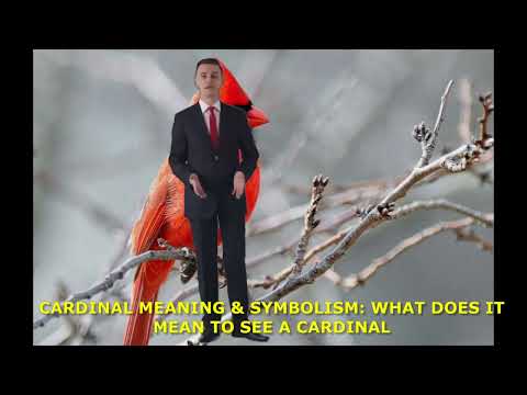 CARDINAL MEANING & SYMBOLISM WHAT DOES IT MEAN TO SEE A CARDINAL