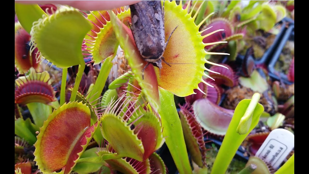 Feeding a large moth(?) to a Venus Flytrap (4k)