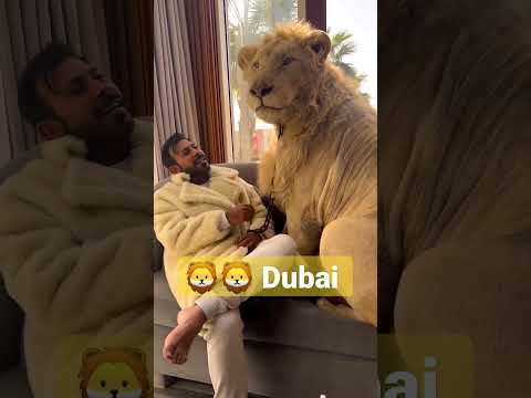 Simba Lion ???? with Prince humaid Dubai ???? #lion #Dubai #didin_clash