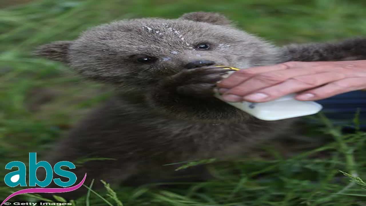 Adorable orphaned wild cubs enjoy treats at Turkish Wildlife Centre  | ABS US  DAILY NEWS
