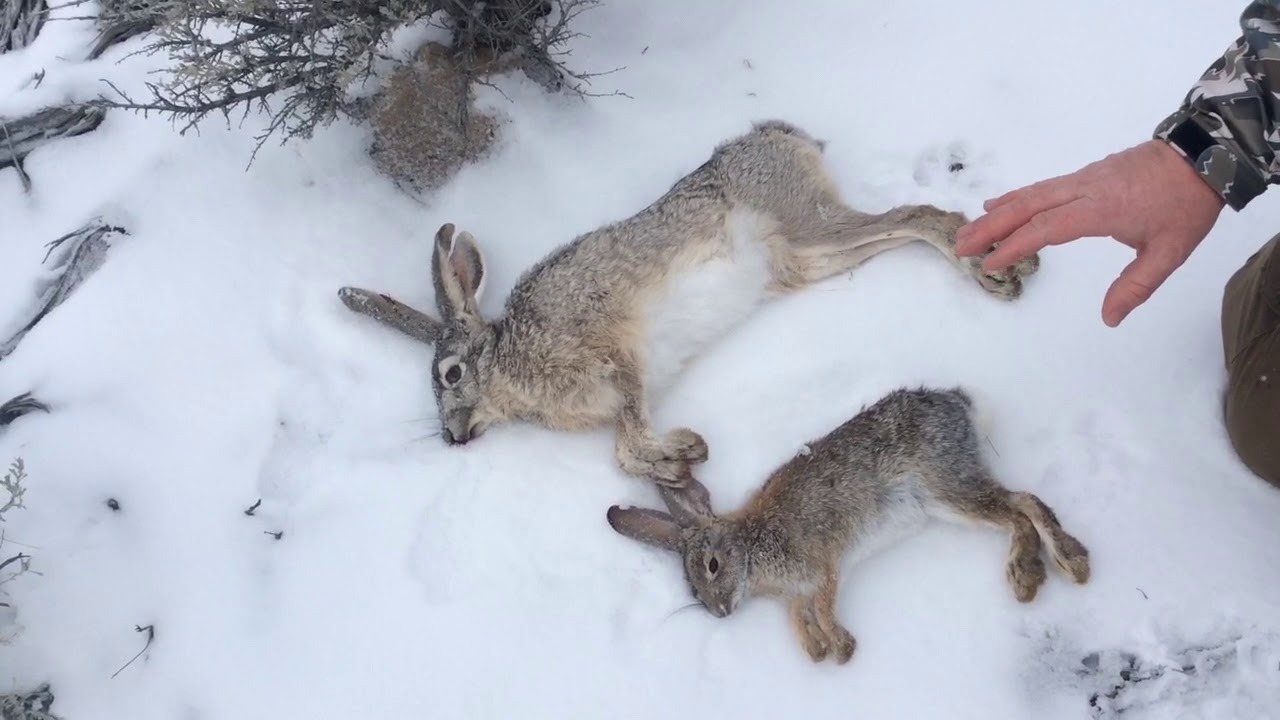 Basic Difference Between a Cottontail and a Jackrabbit