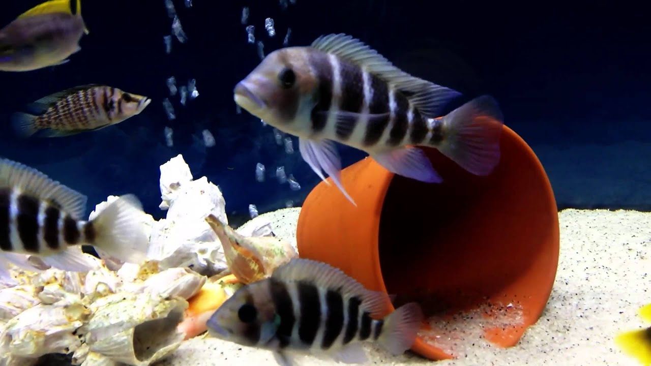 Frontosa Cichlid • Care Guide (Setup, Mates & Breeding)