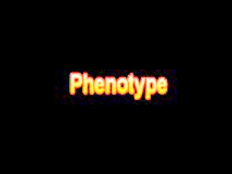 What Is The Definition Of Phenotype Medical School Terminology Dictionary
